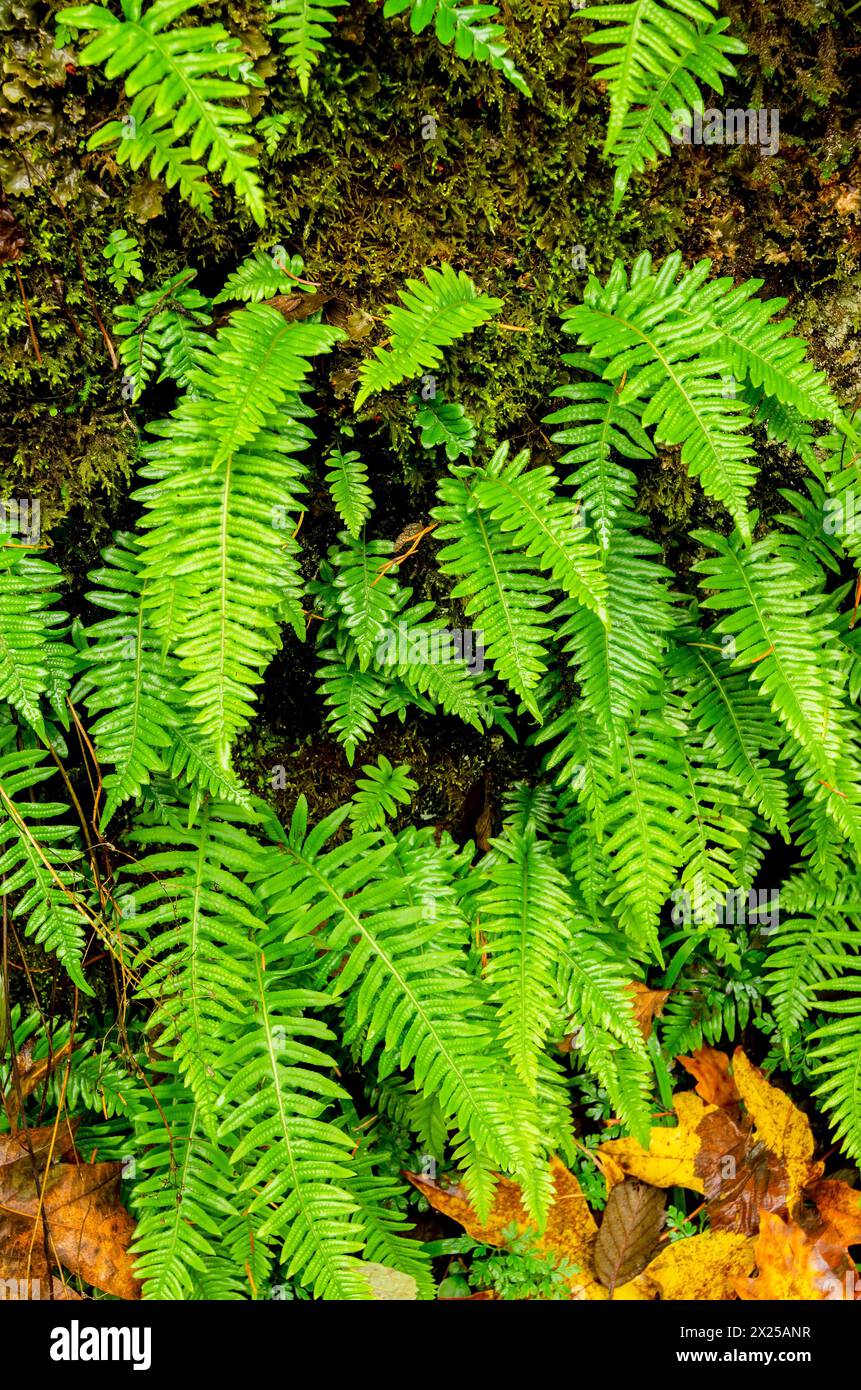 Licorice fern hi-res stock photography and images - Alamy