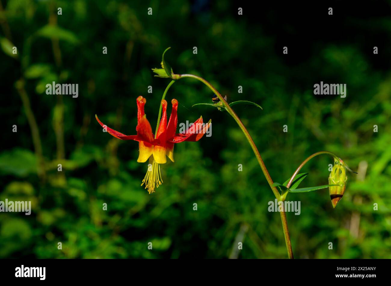 Western Columbine (Aquilegia formosa) in Oregon, USA Stock Photo - Alamy