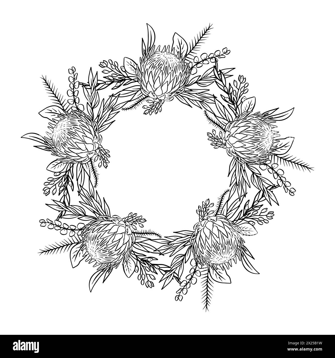 Hand drawn monochrome line art tropical protea flower round frame Stock ...