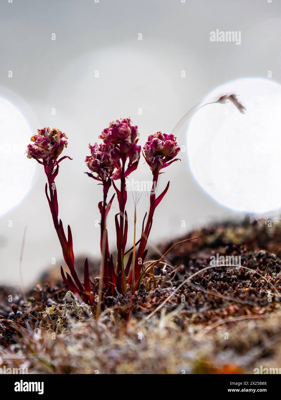 Silene suecica (also known as Viscaria alpina) is a species of plant in ...