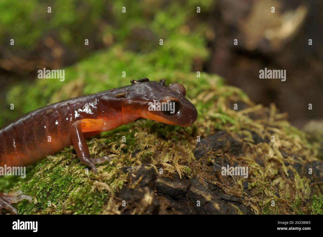 Natural closeup on the nominate endemic Ensatina eschscholtzii ...