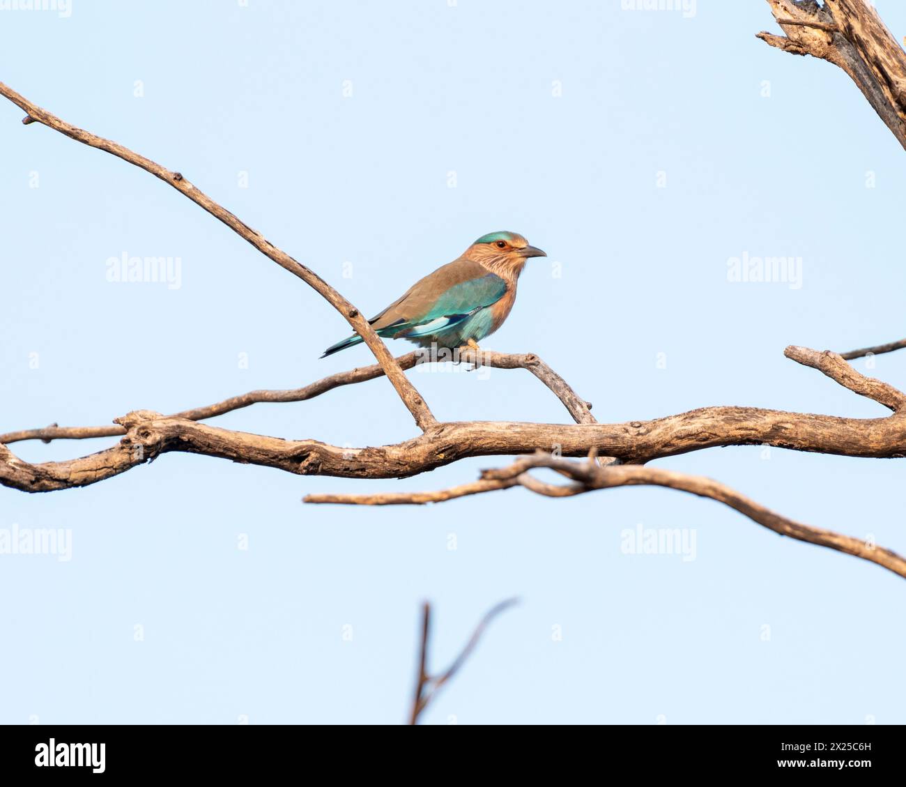 Bluebird perched on tree hi-res stock photography and images - Alamy