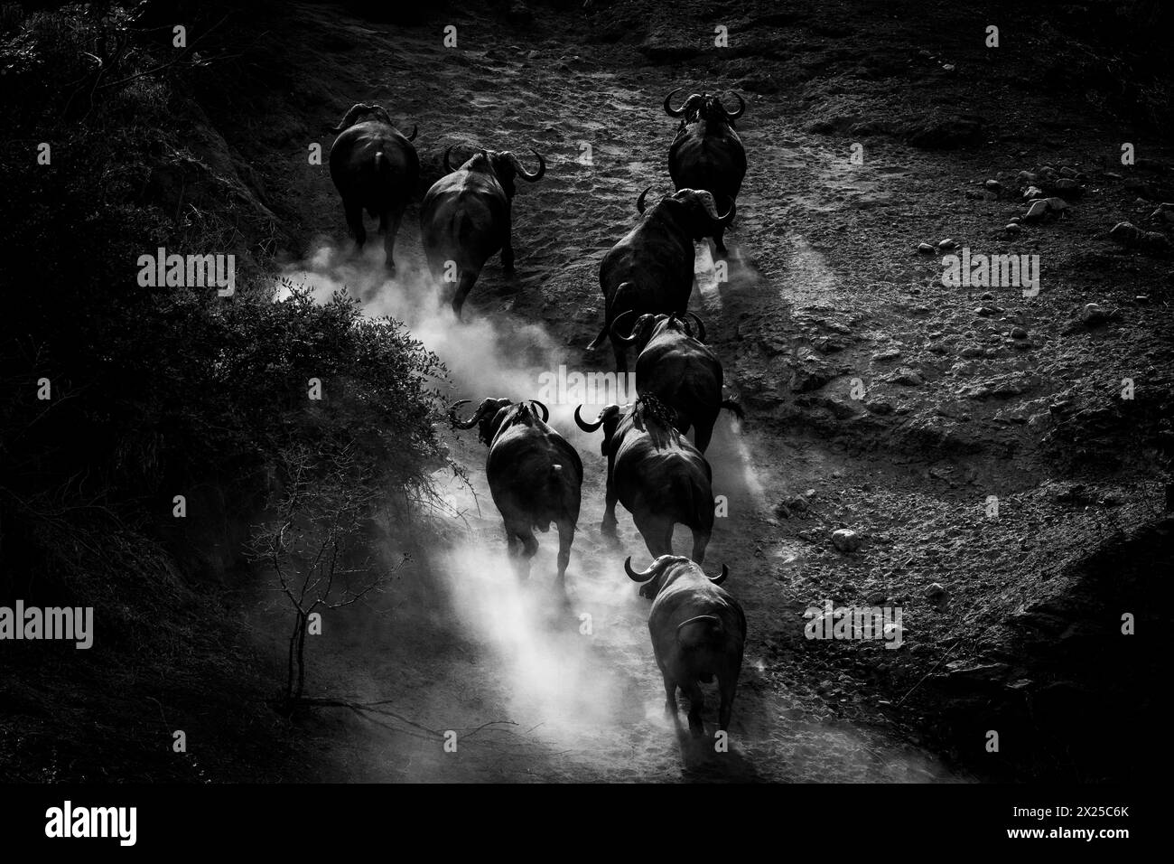 The white buffalo 2024 hi-res stock photography and images - Alamy
