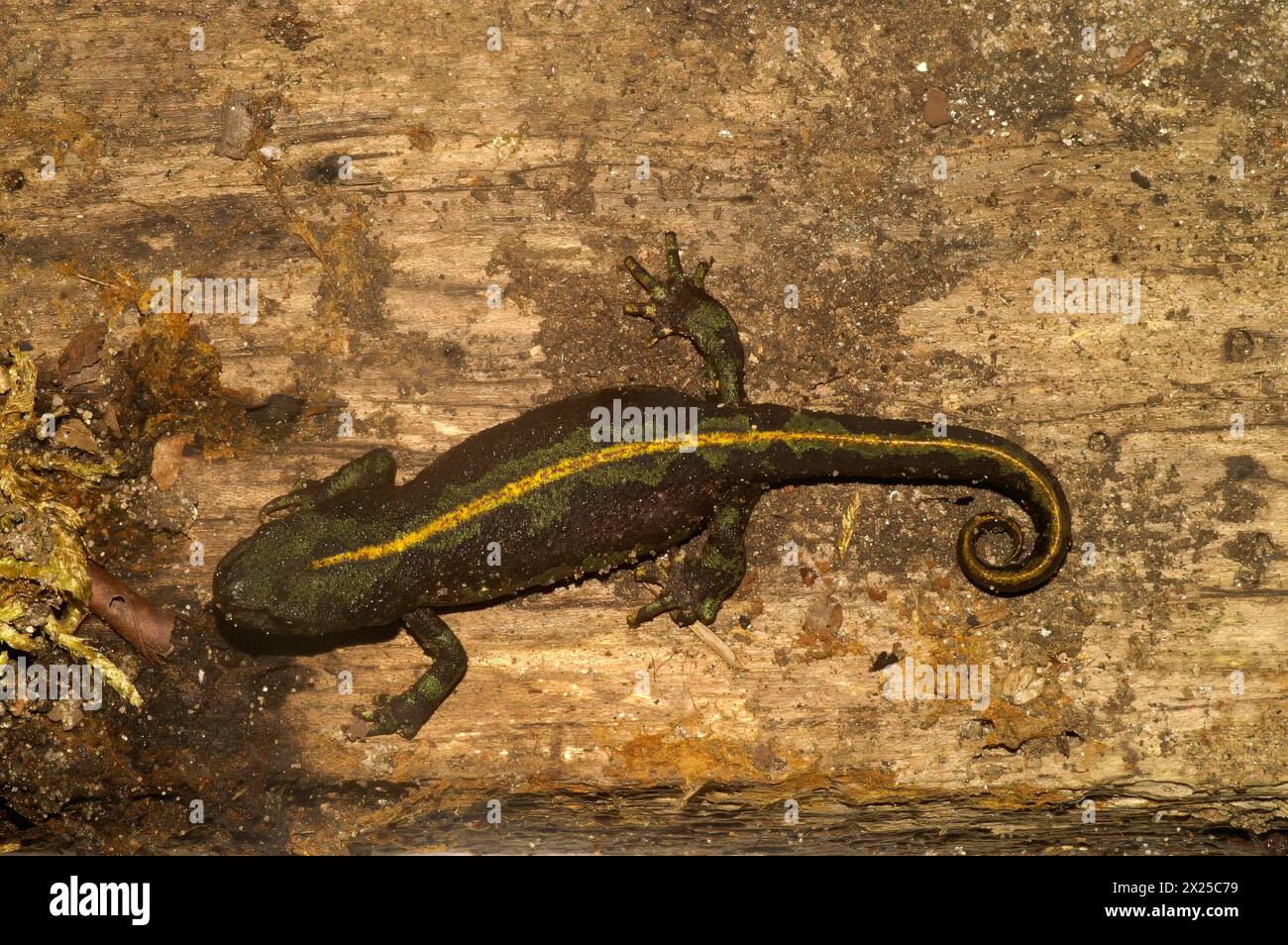 Detailed closeup on a rarely photographed European hybrid newt species ...