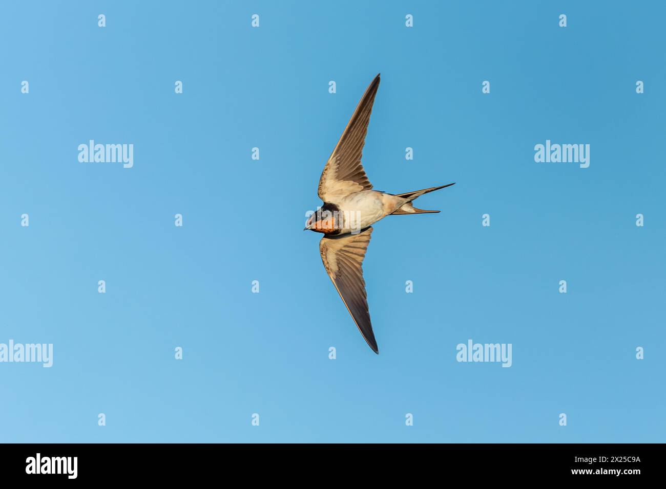 Barn Swallow (Hirundo rustica) chasing insects in flight. Alsace, grand ...