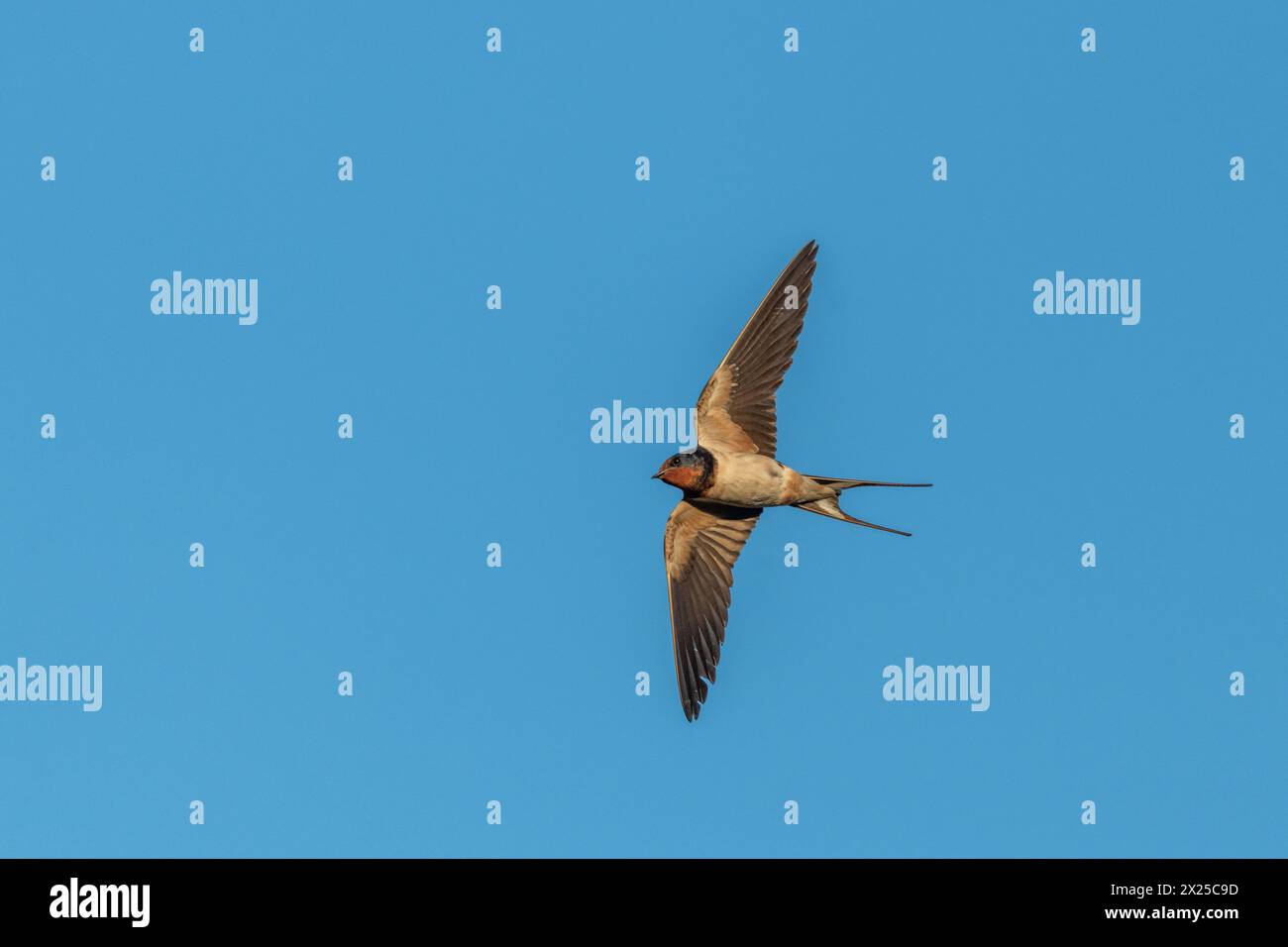 Barn Swallow (Hirundo rustica) chasing insects in flight. Alsace, grand ...