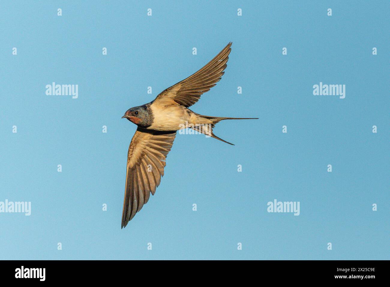 Barn Swallow (Hirundo rustica) chasing insects in flight. Alsace, grand ...