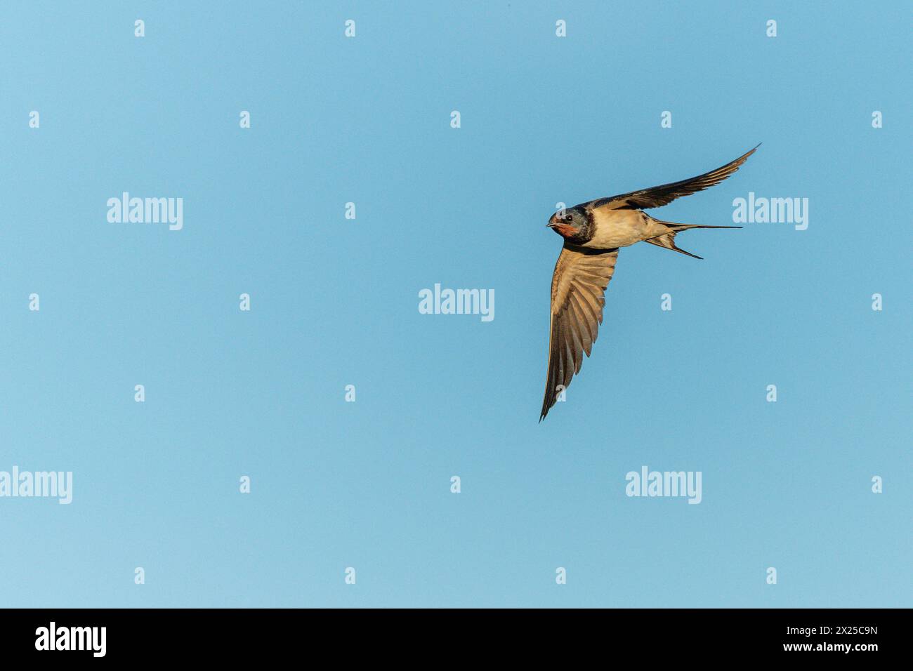 Barn Swallow (Hirundo rustica) chasing insects in flight. Alsace, grand ...
