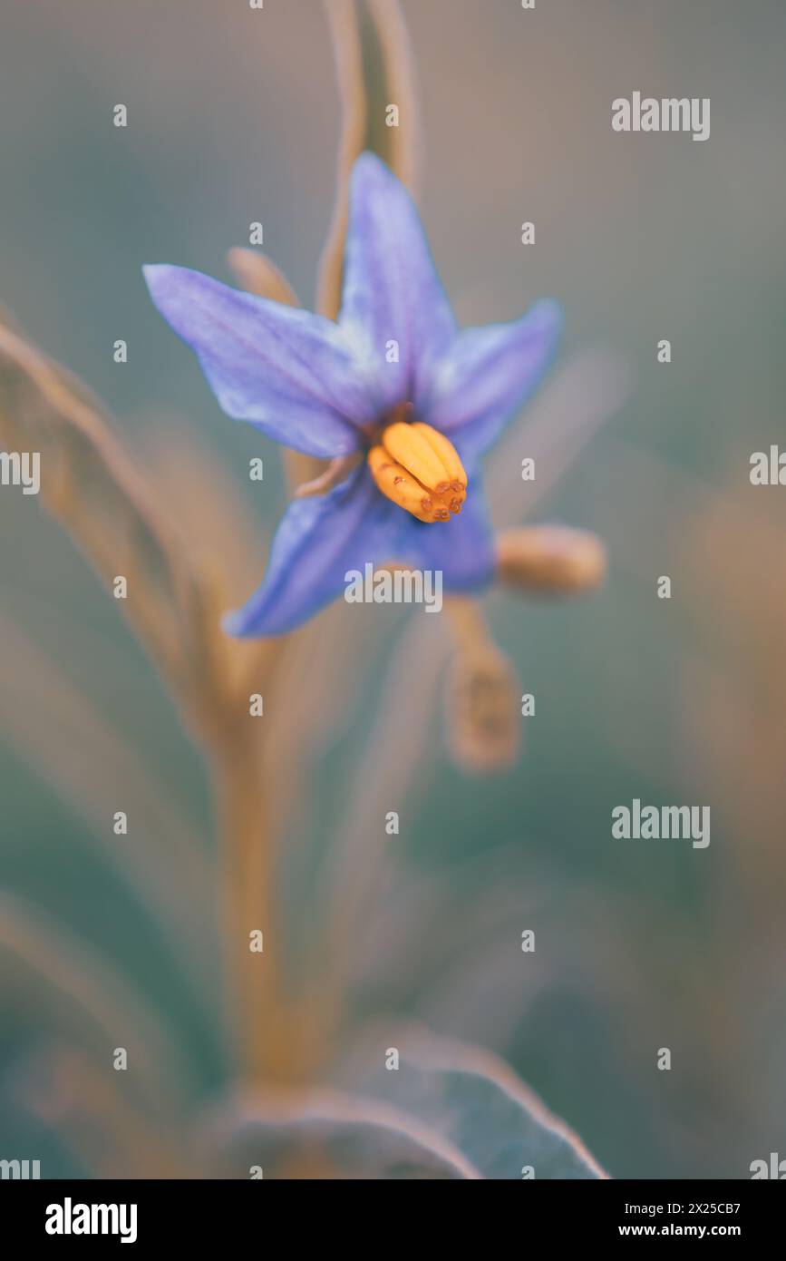 Silverleaf Nightshade, or Solanum elaeagnifolium Stock Photo - Alamy