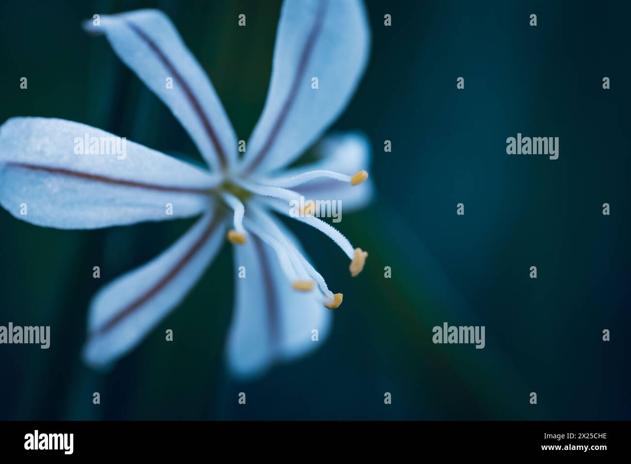 A white wildflower called Wildeknoflok, or Trachyandra saltii Stock ...