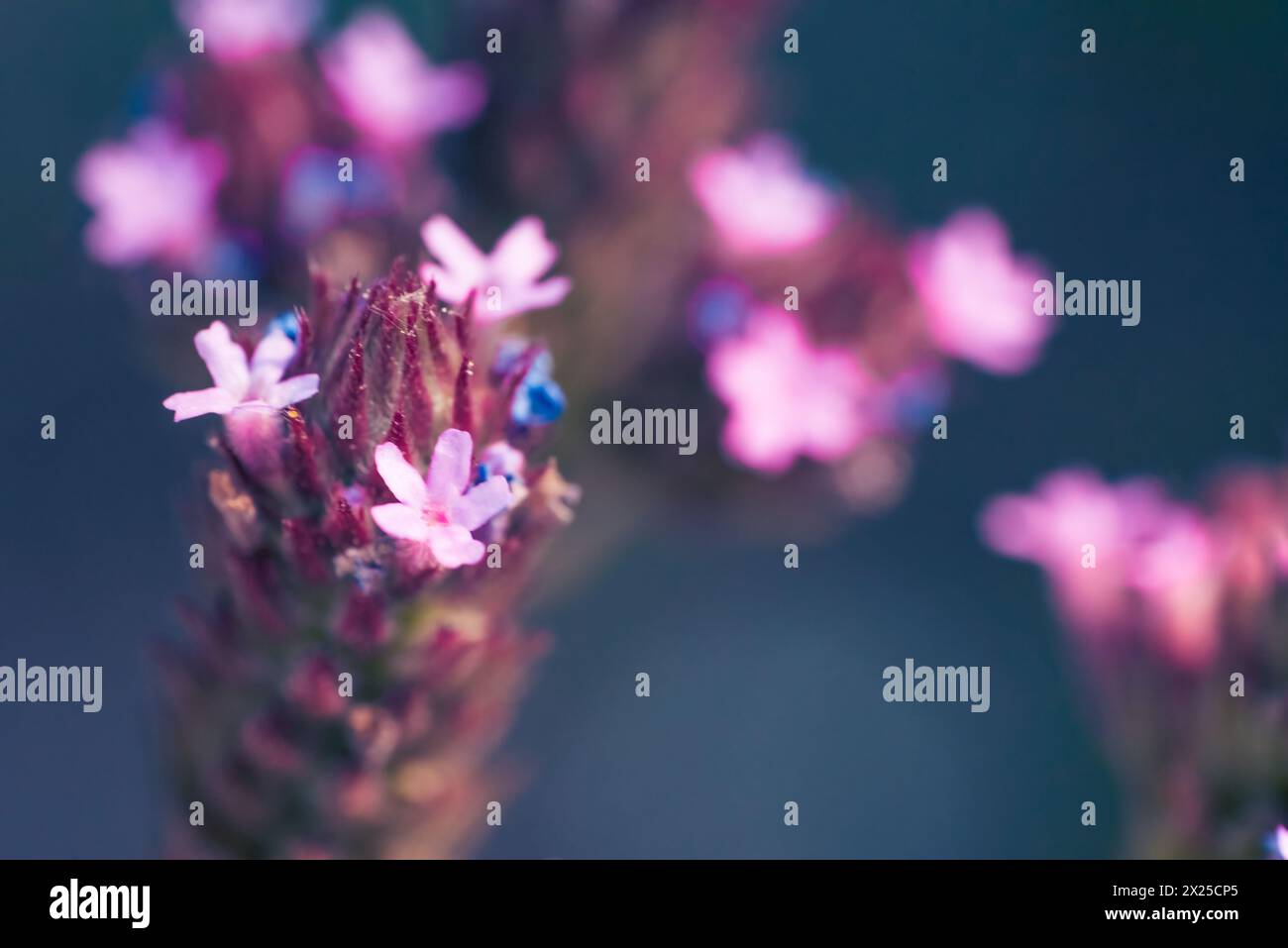 Indigenous to africa and south america hi-res stock photography and ...