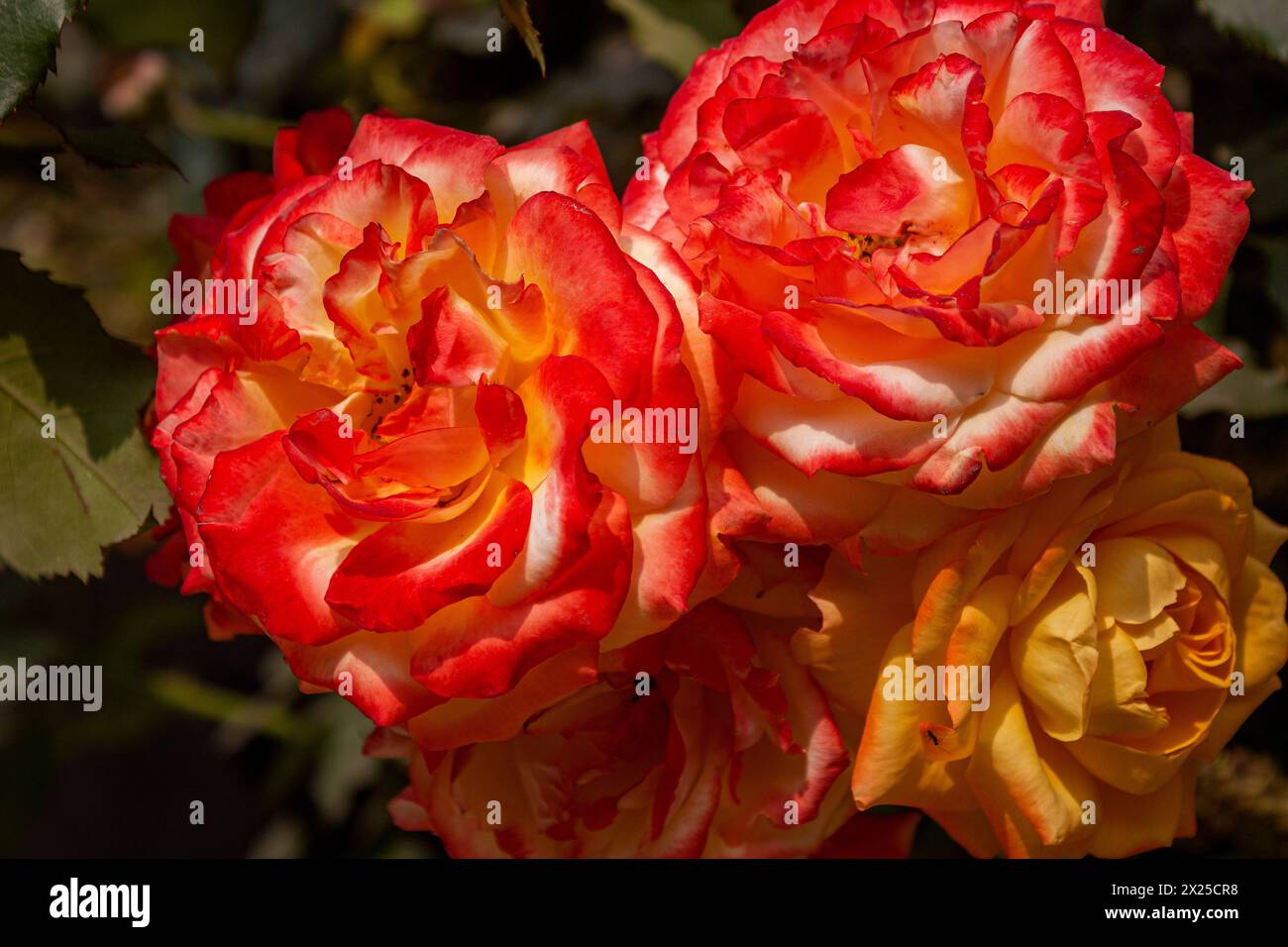 Rose also known as Golap, Gulab Rosa plantation at Birulia, Savar ...