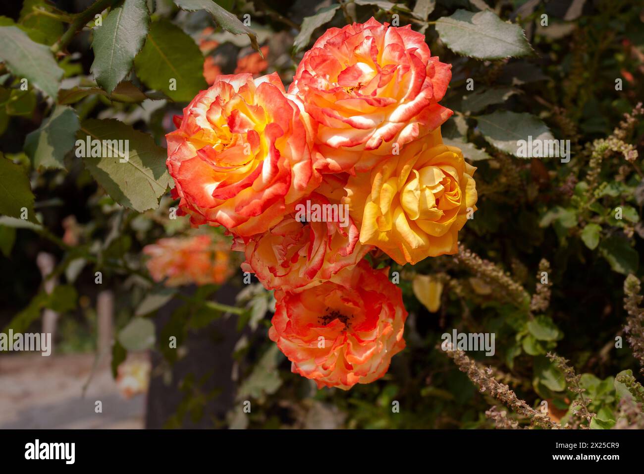 Rose also known as Golap, Gulab Rosa plantation at Birulia, Savar ...