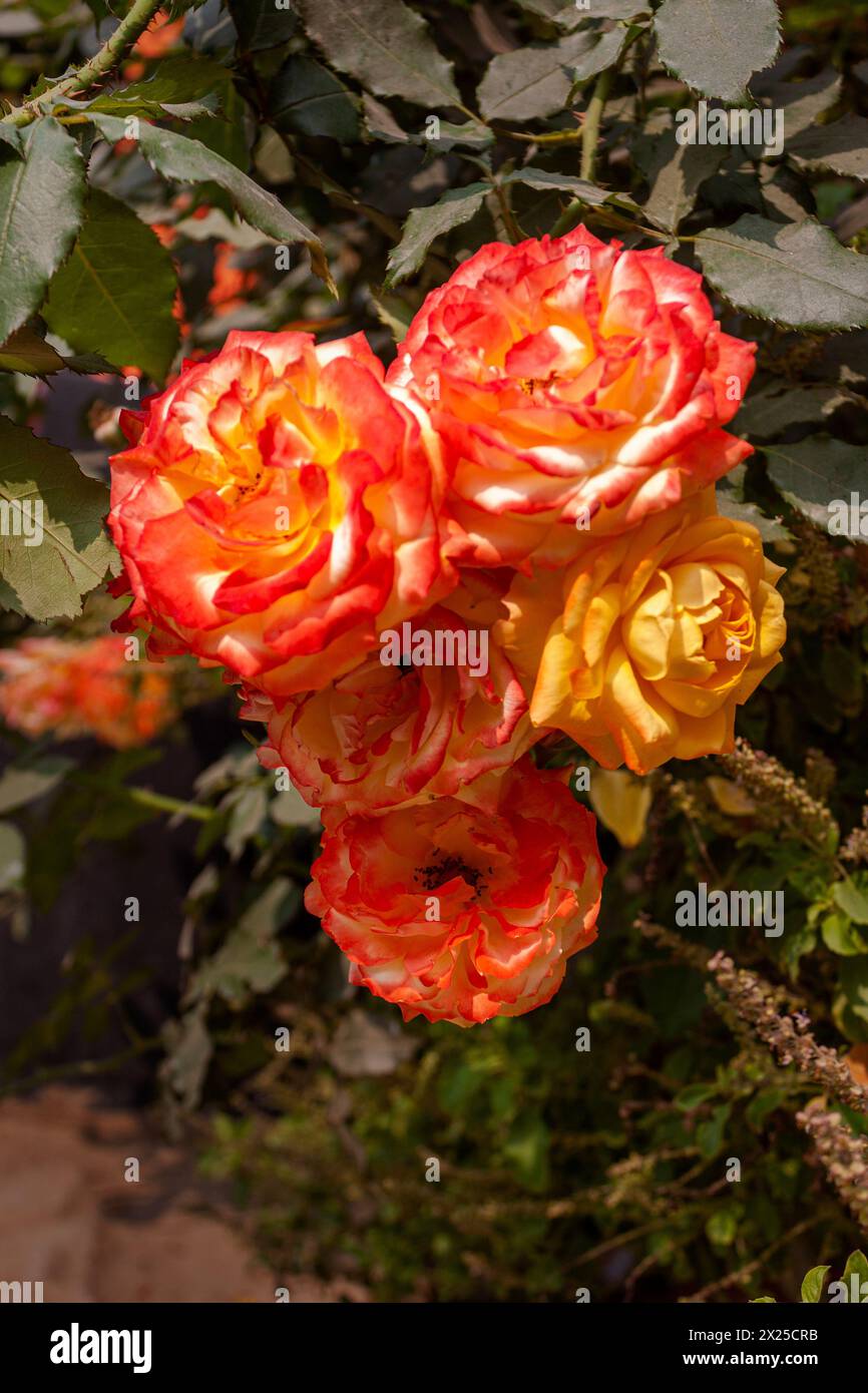 Rose also known as Golap, Gulab Rosa plantation at Birulia, Savar ...