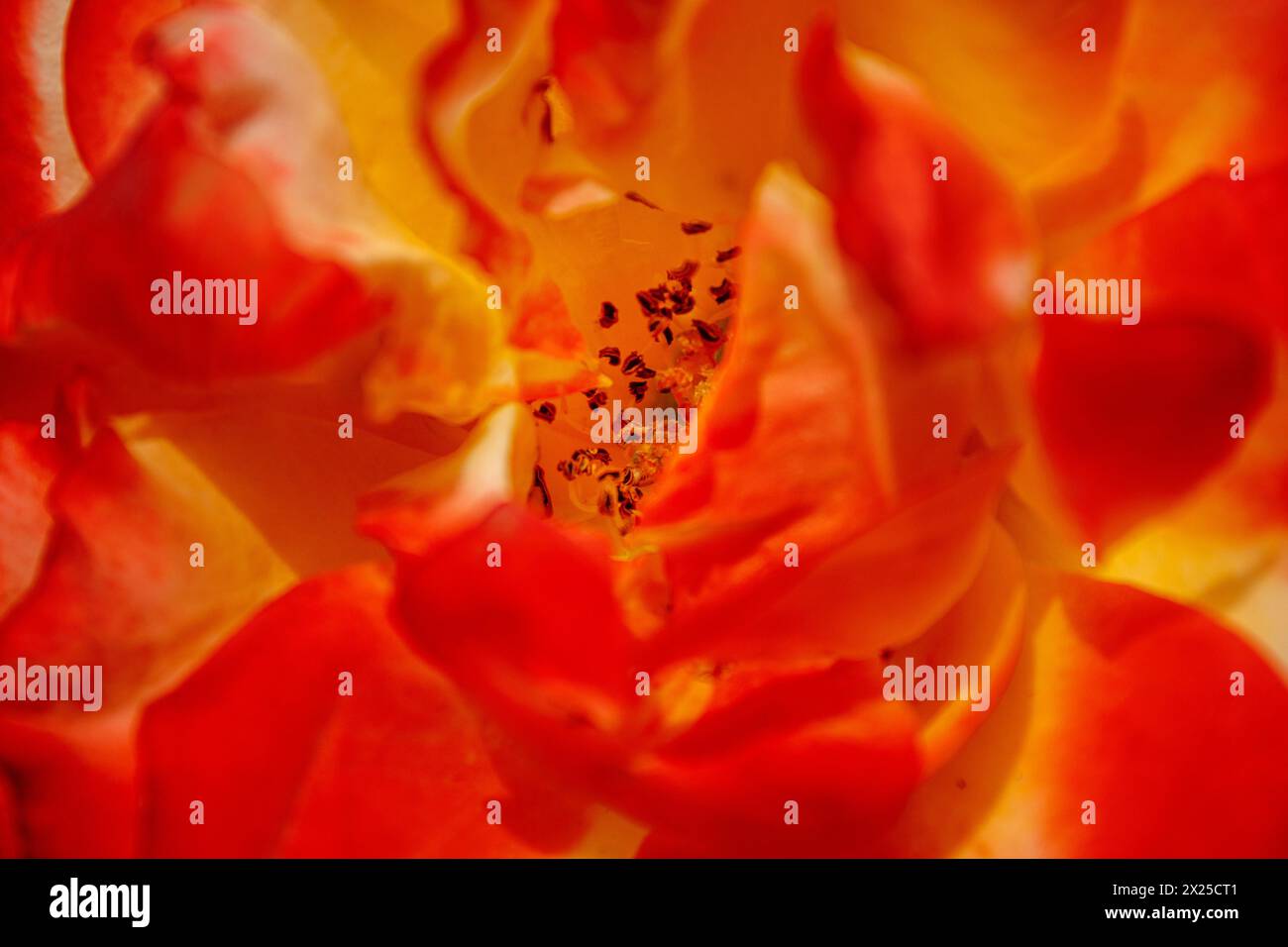 Rose also known as Golap, Gulab Rosa plantation at Birulia, Savar ...