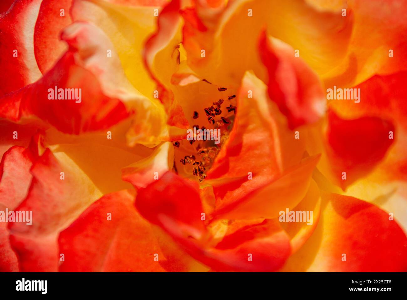 Rose also known as Golap, Gulab Rosa plantation at Birulia, Savar ...