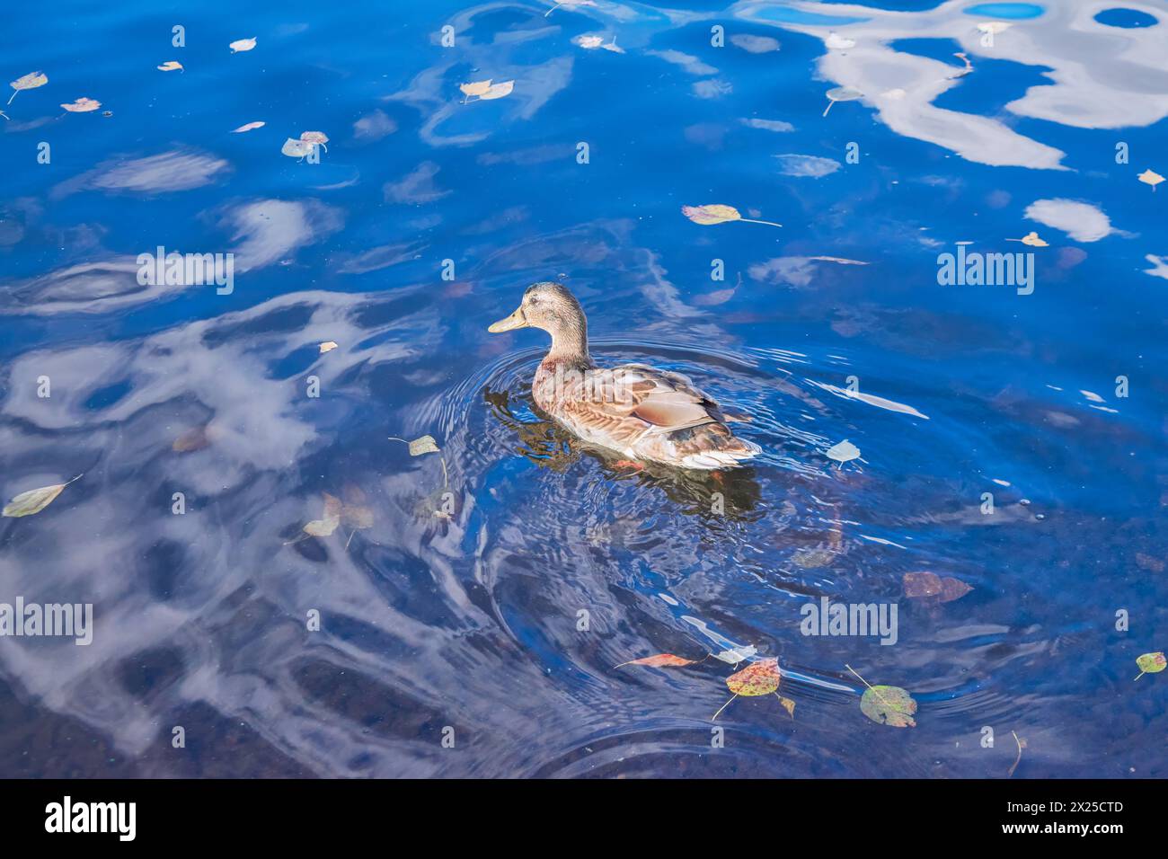 A wild duck swims along the river close-up Stock Photo - Alamy