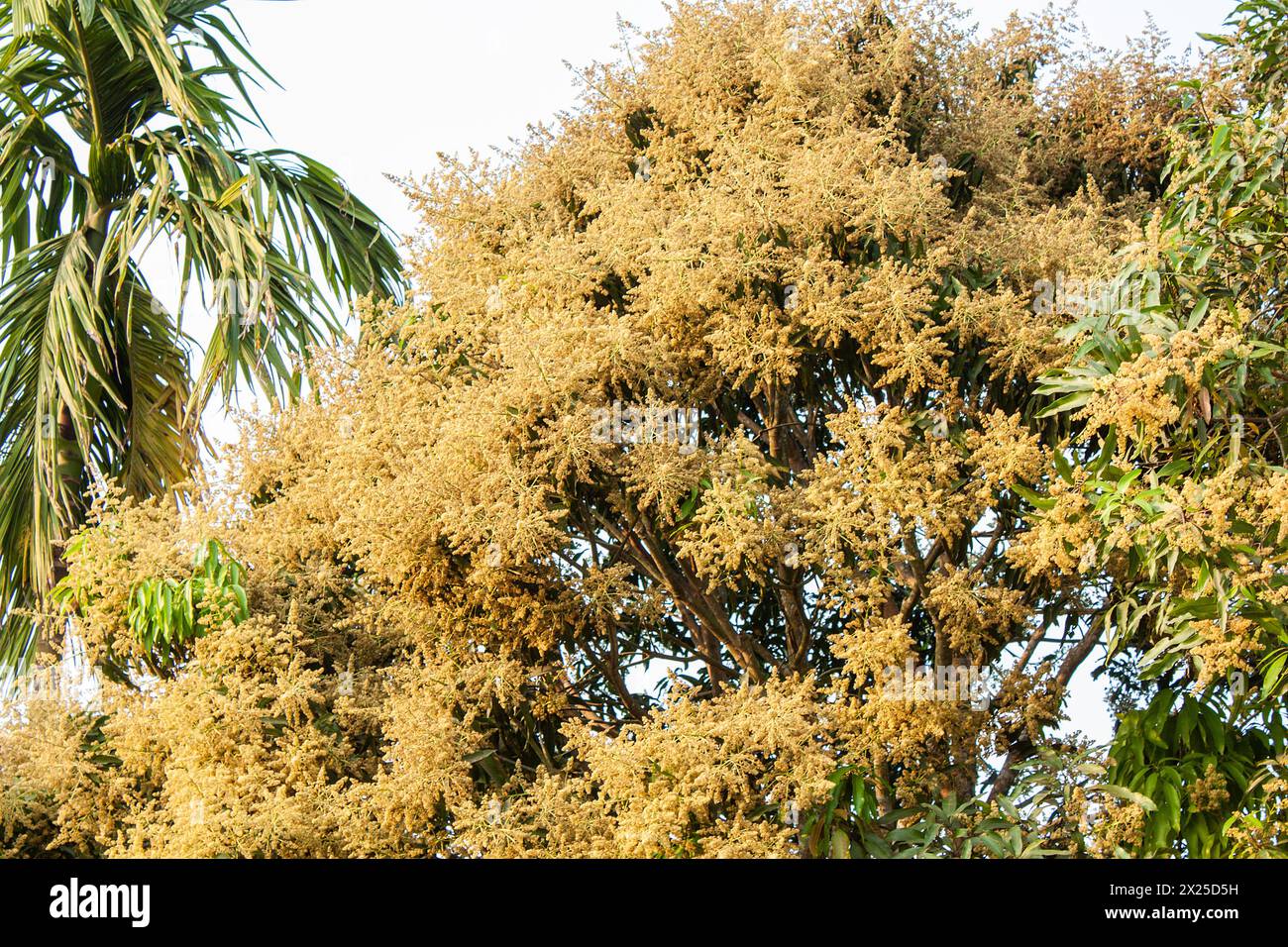 Mango flower on mango tree, A branch of inflorescence mango flower ...