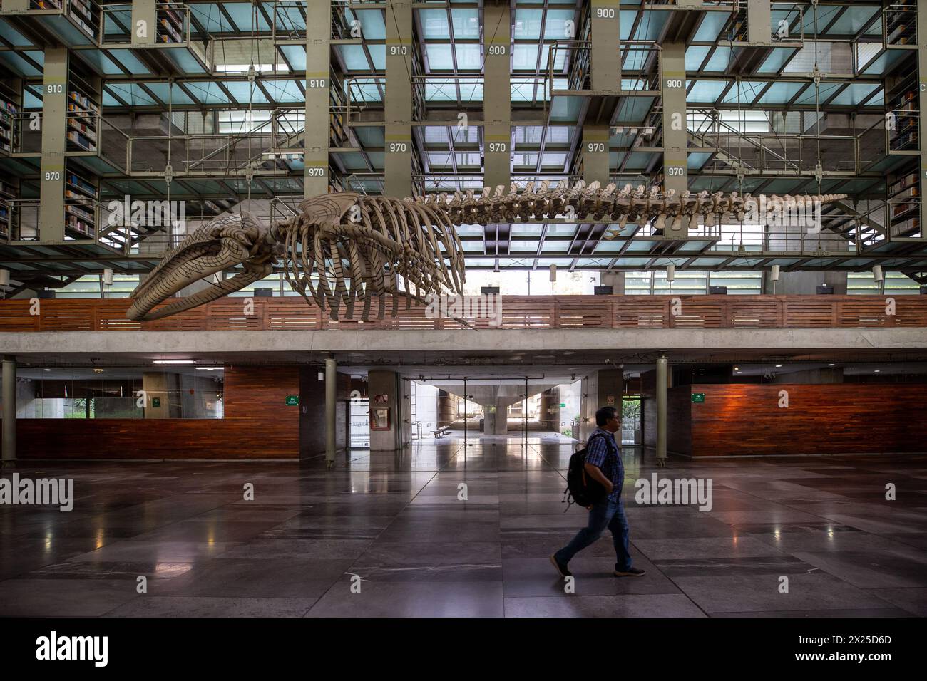 Mexico City, Mexico. 19th Apr, 2024. A man walks under a gray whale ...