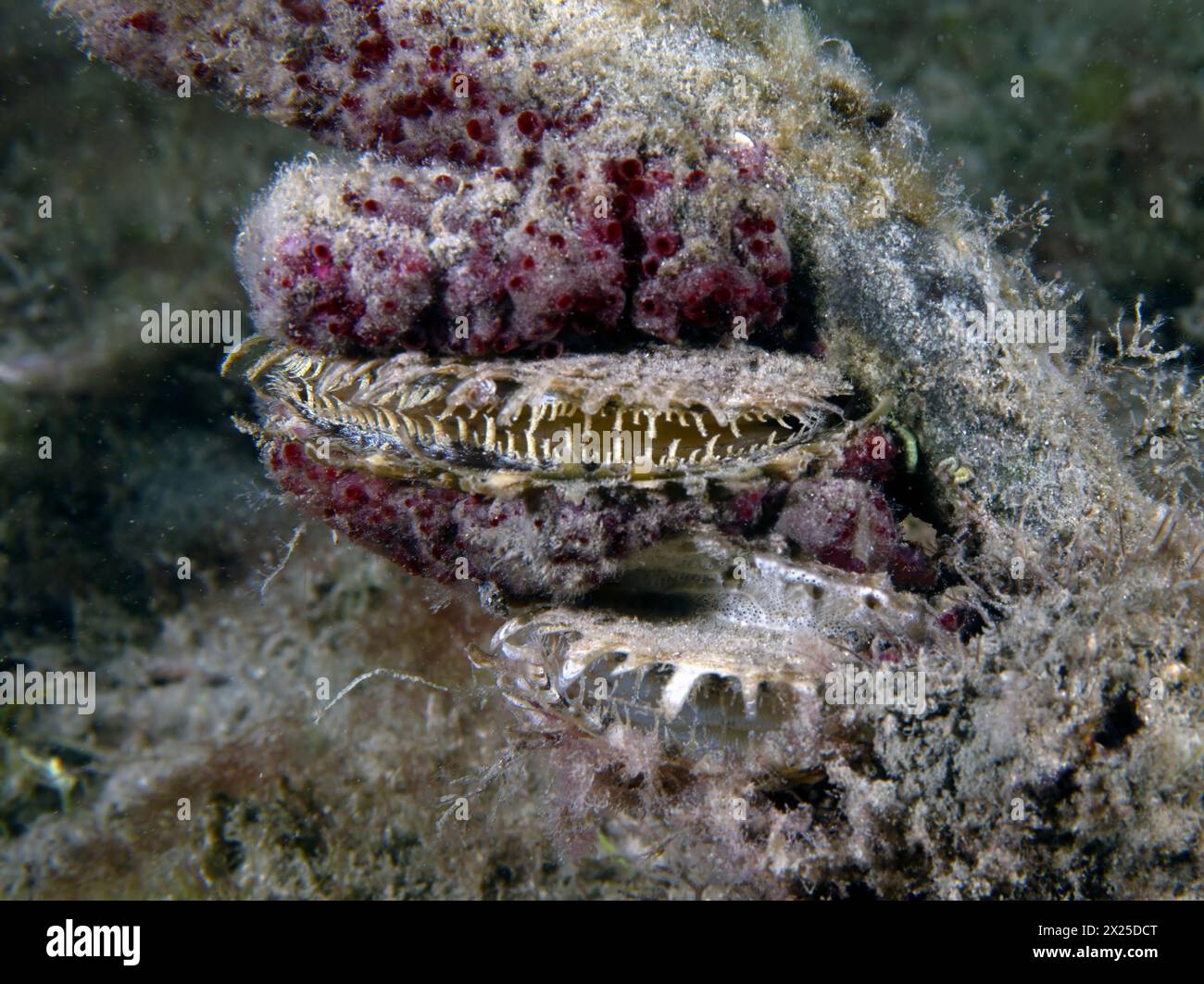 Spondylus americanus hi-res stock photography and images - Alamy