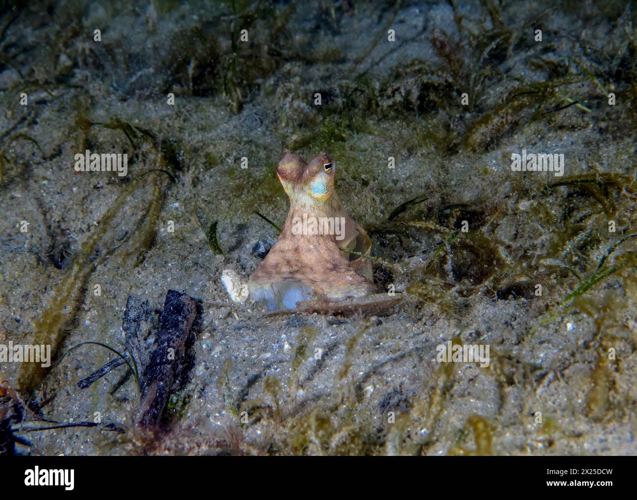 A Common Octopus (Octopus cyanea) in Florida, USA Stock Photo - Alamy