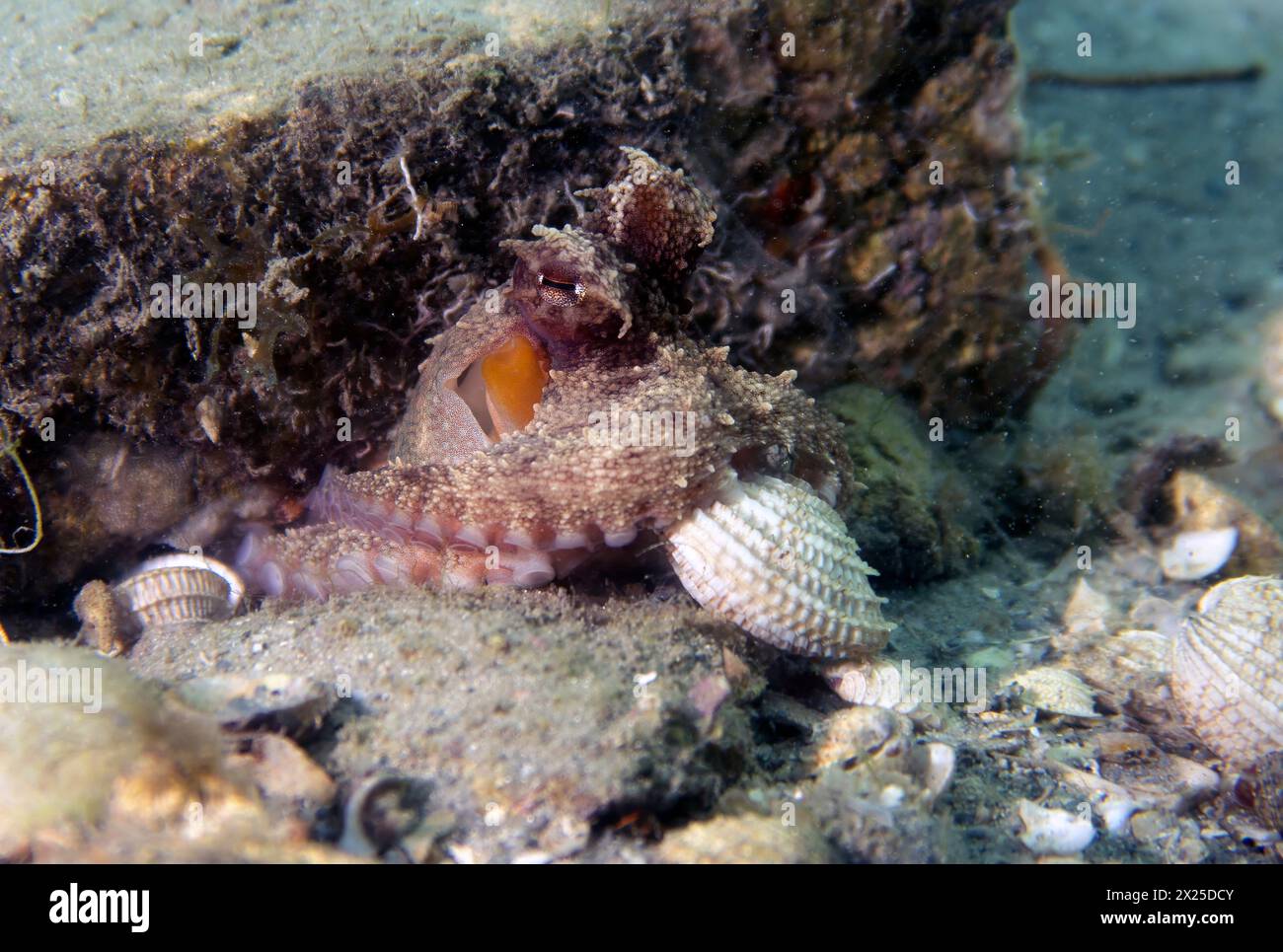 Common atlantic octopus hi-res stock photography and images - Alamy