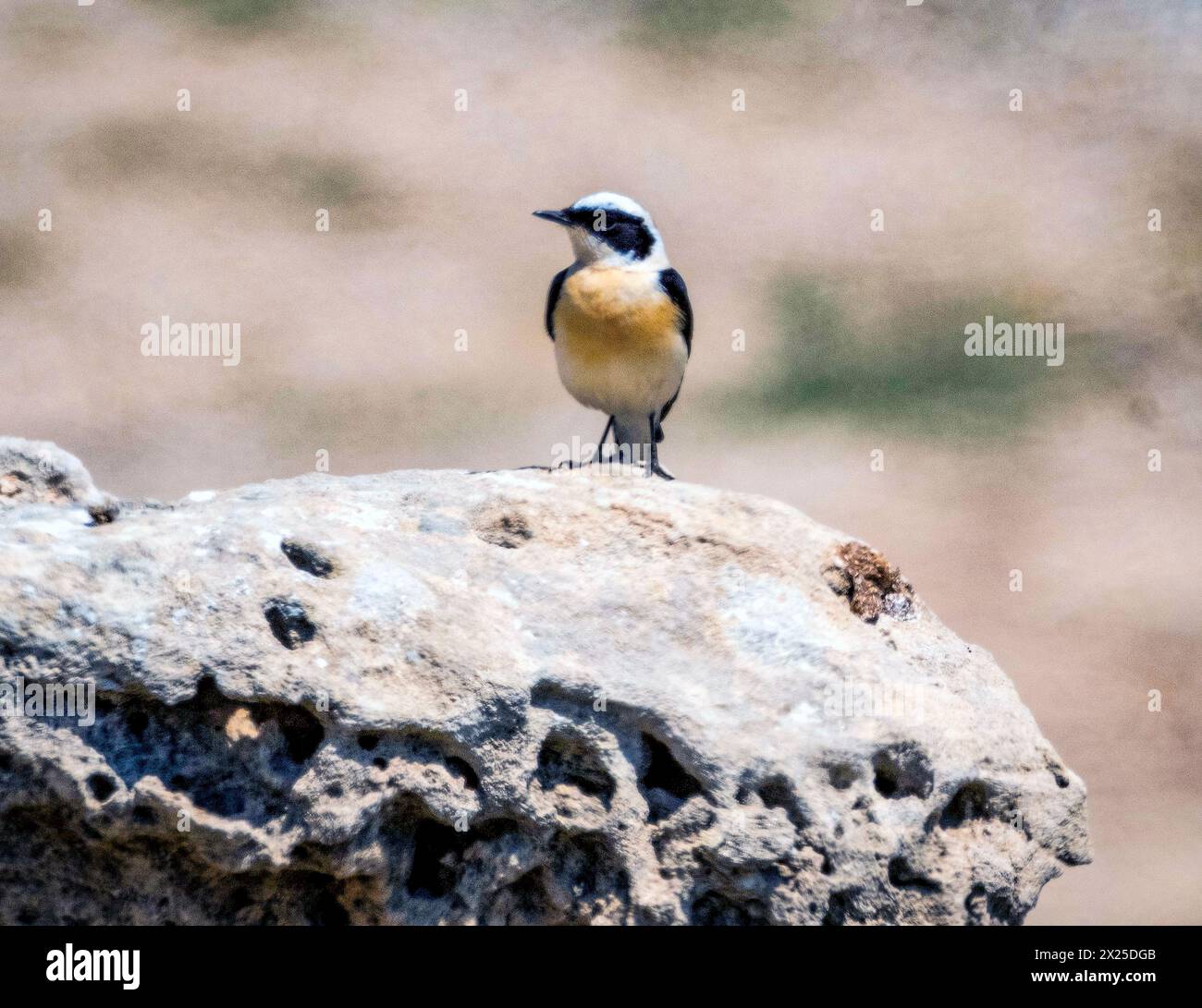 Male Eastern Black-eared Wheatear, (Oenanthe melanoleuca). Paphos ...