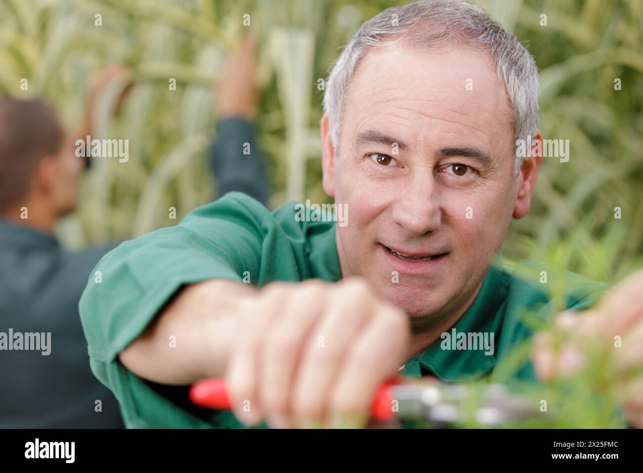 Gardener using hedge clippers hi-res stock photography and images - Alamy