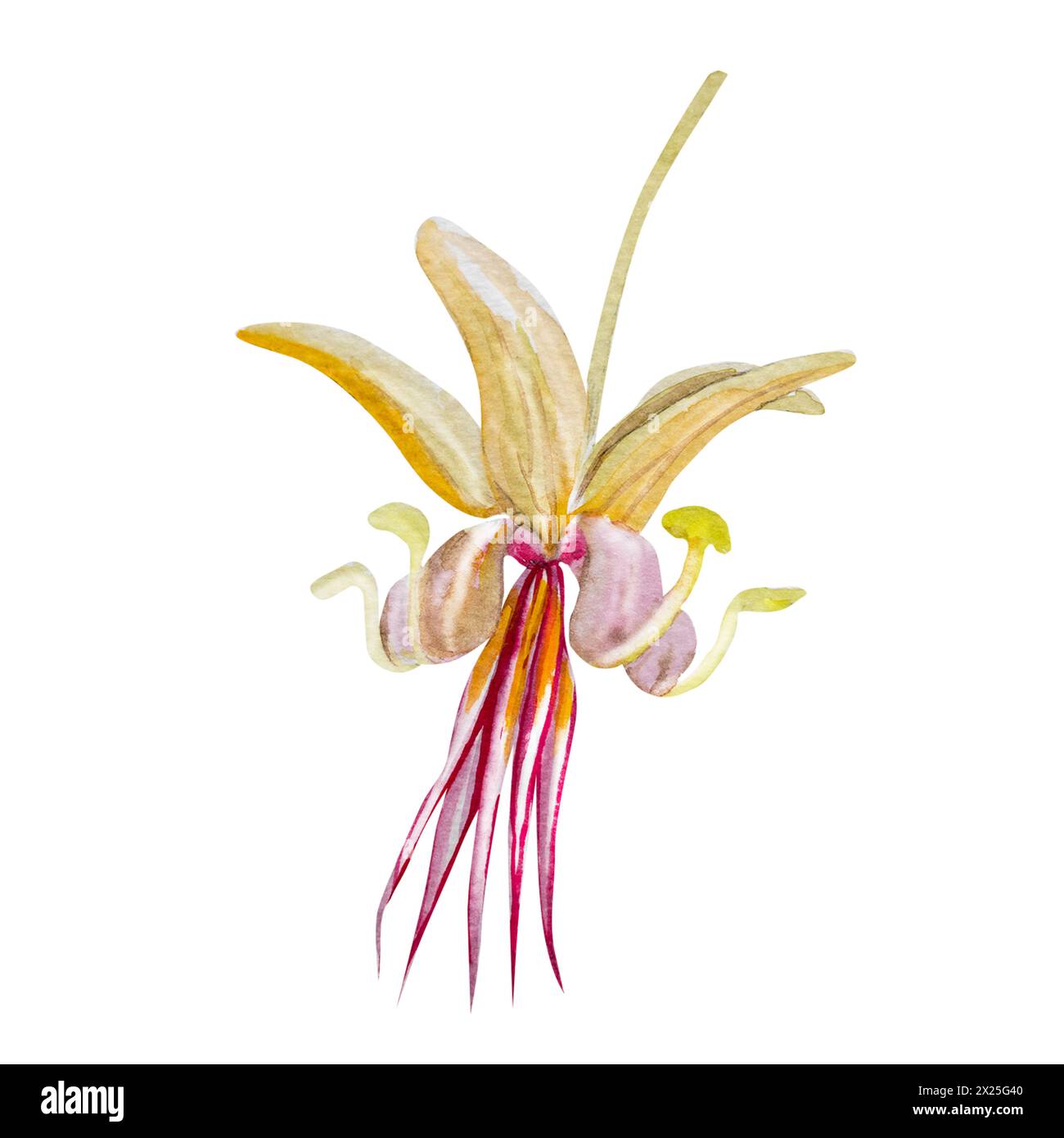 Cocoa flower watercolor illustration isolated on white background Stock ...