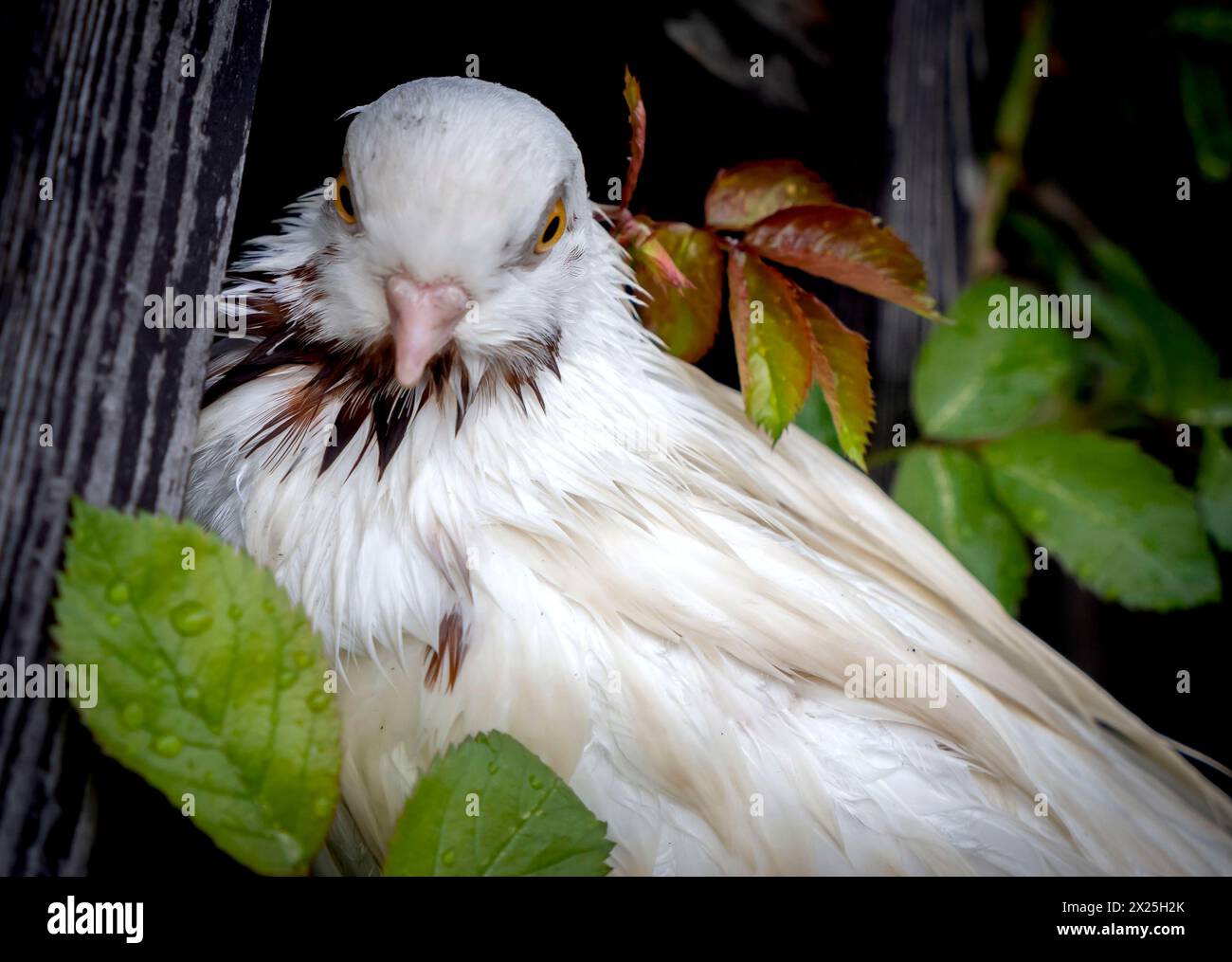 A white purebred pigeon took shelter from the rain during a storm Stock ...