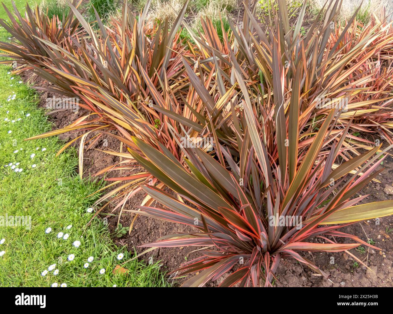 Phormium tenax hi-res stock photography and images - Alamy