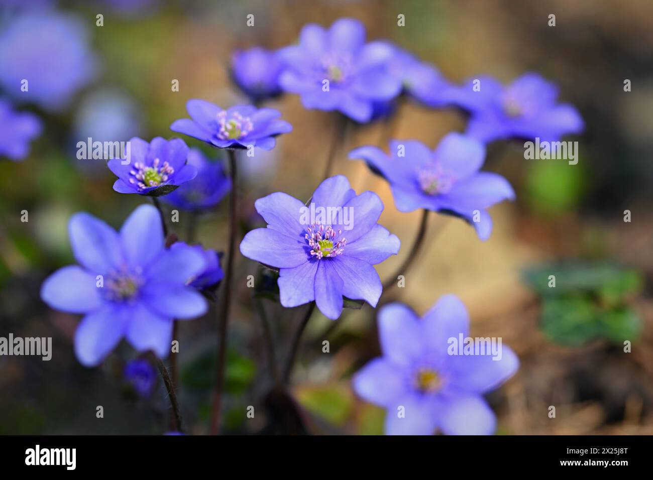 Spring flower. Beautiful blooming first small flowers in the forest ...