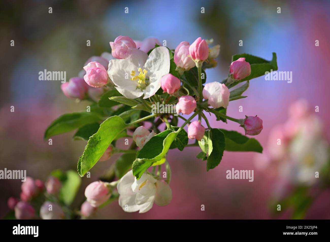 A beautifully blossoming fruit tree - an apple tree. White flowers in ...