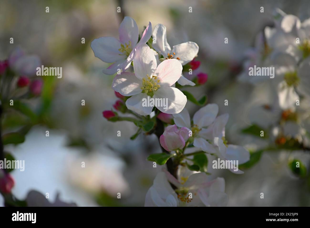 A beautifully blossoming fruit tree - an apple tree. White flowers in ...