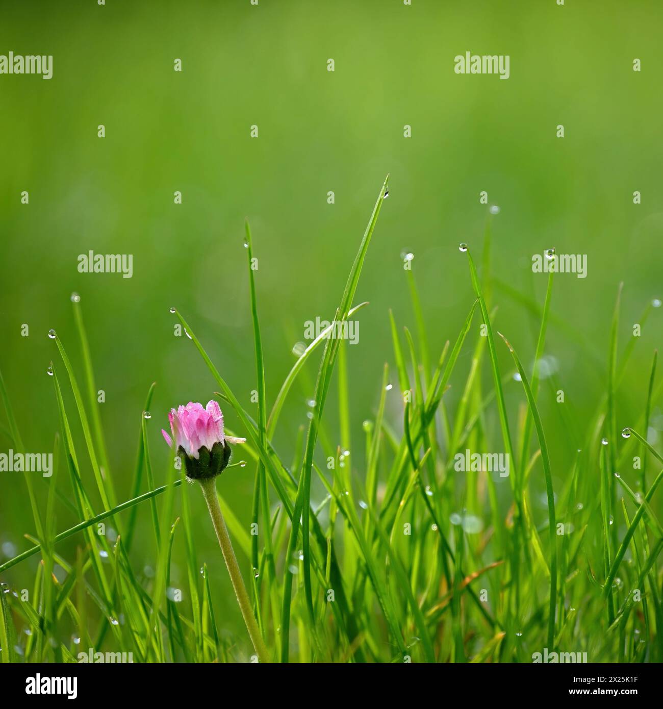 Daisy Flower Beautiful Spring Background Nature With Flowers In The