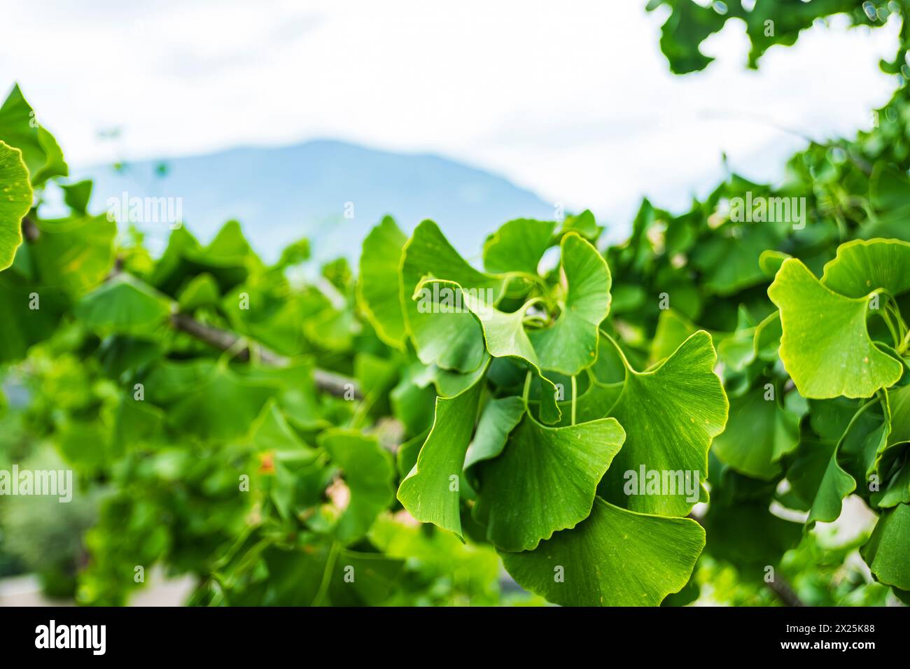 Organic cluster hi-res stock photography and images - Alamy
