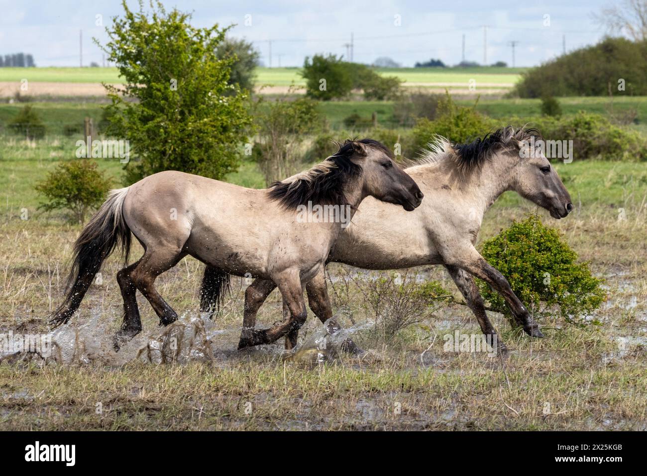 Konik horses fighting on Wicken Fen in Cambridgeshire. Two wild ...