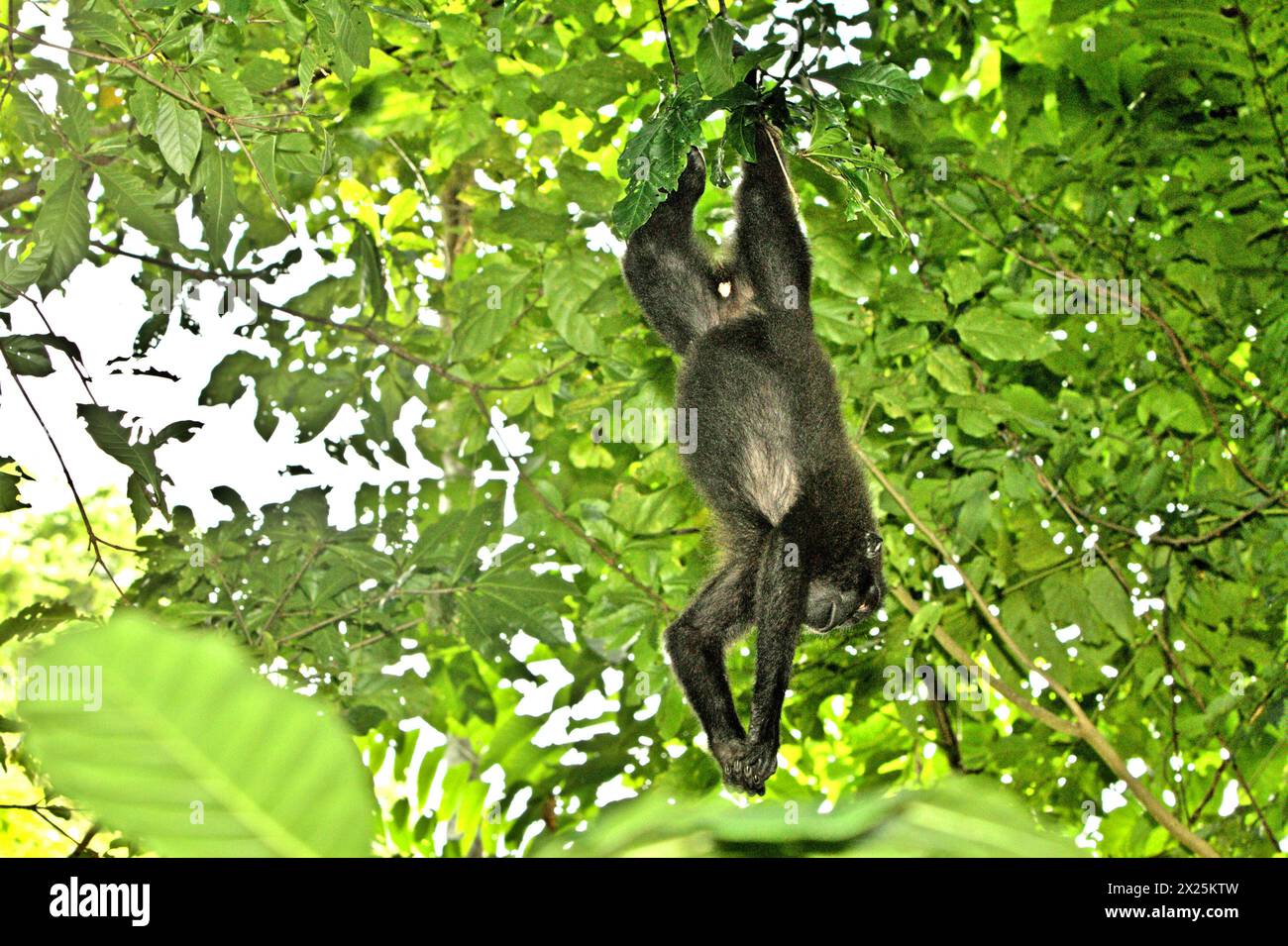 A crested macaque (Macaca nigra) hangs on a tree, as it is foraging in ...