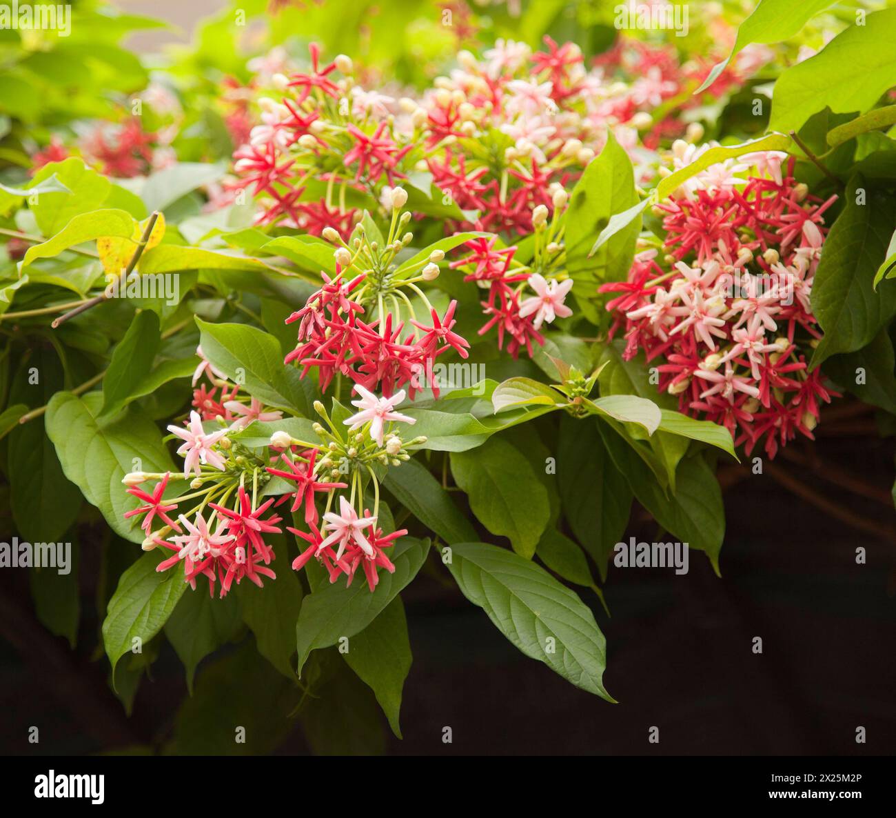 Combretum vine hi-res stock photography and images - Alamy