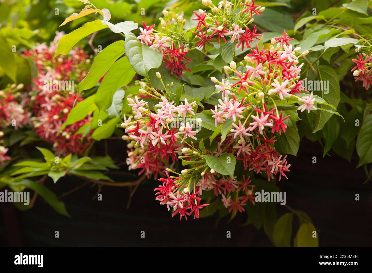 Combretum vine hi-res stock photography and images - Alamy