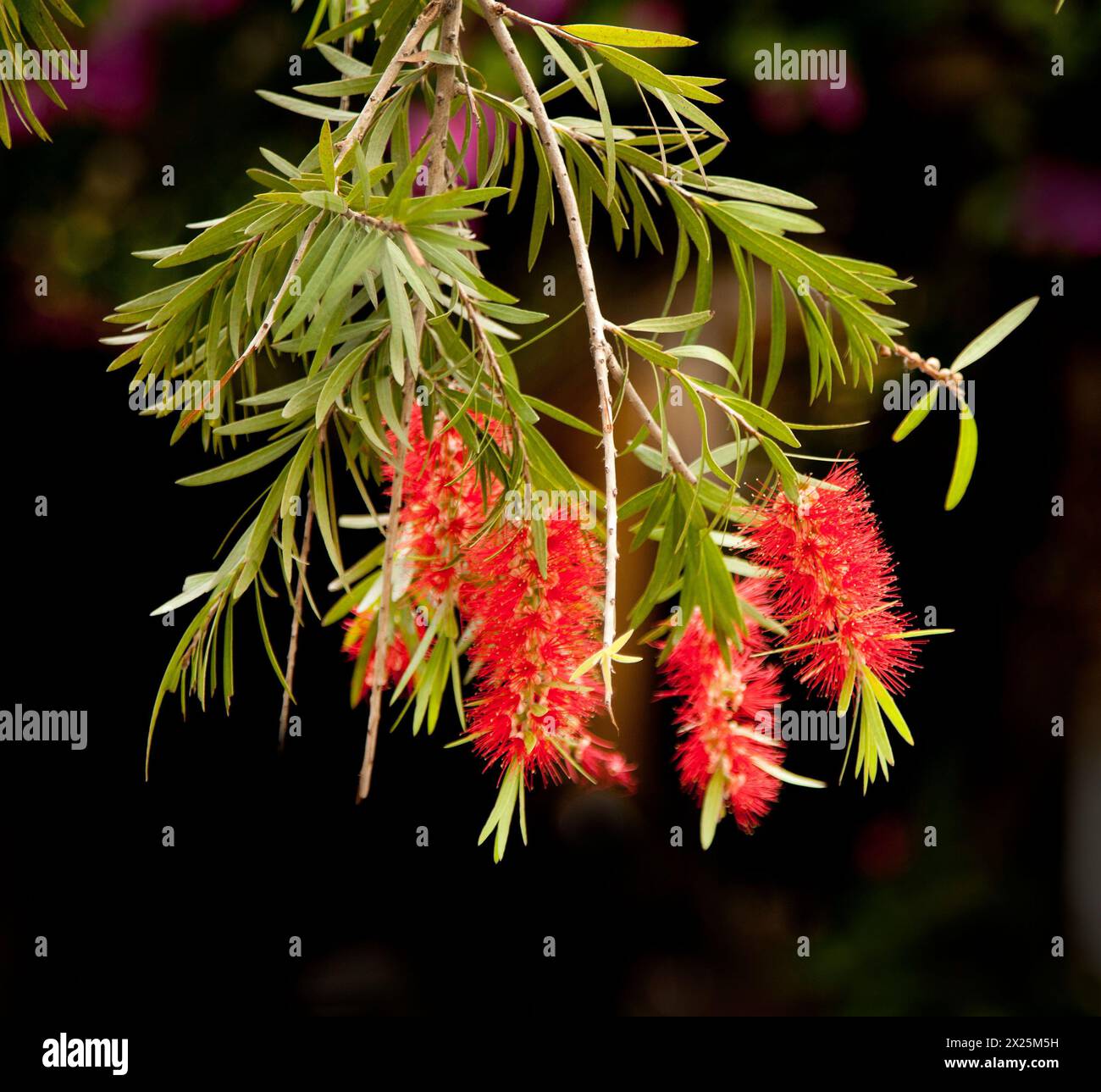 Bottlebrush flowers, Callistemon citrinus Stock Photo - Alamy