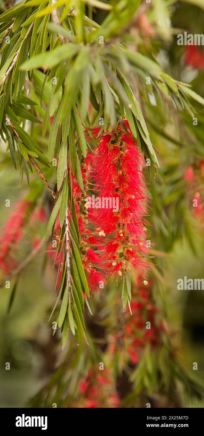 Bottlebrush flowers, Callistemon citrinus Stock Photo - Alamy