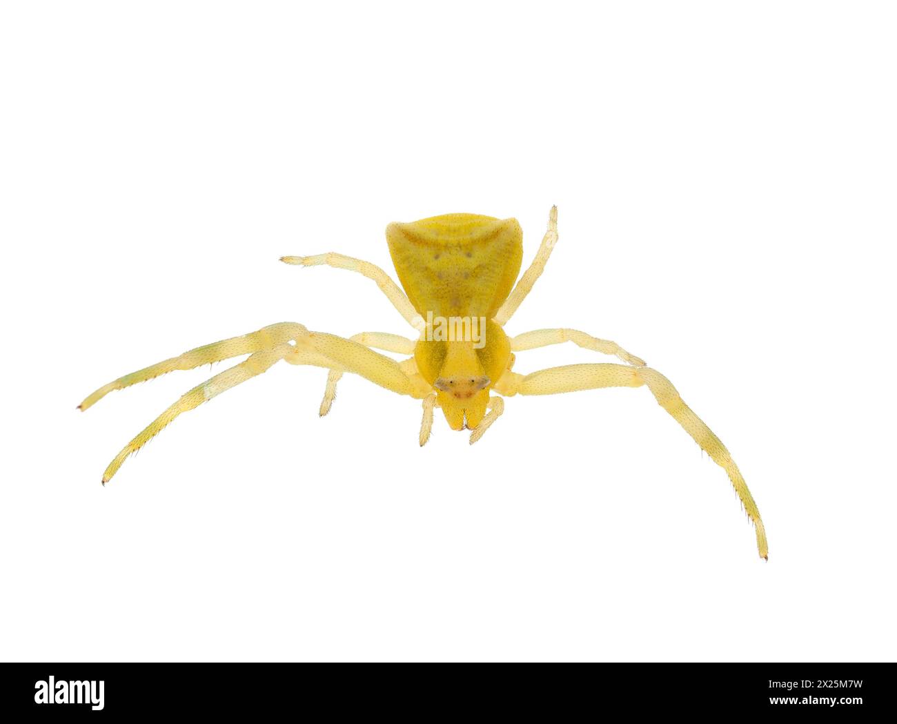 Crab spider isolated on white background, Thomisus onustus Stock Photo ...