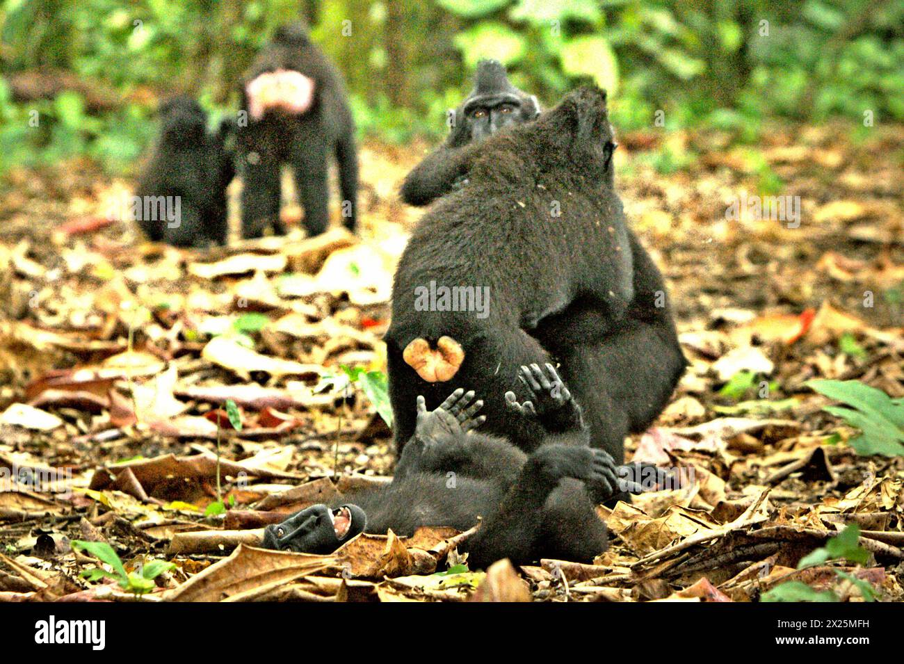 Primate social wrestling hi-res stock photography and images - Alamy