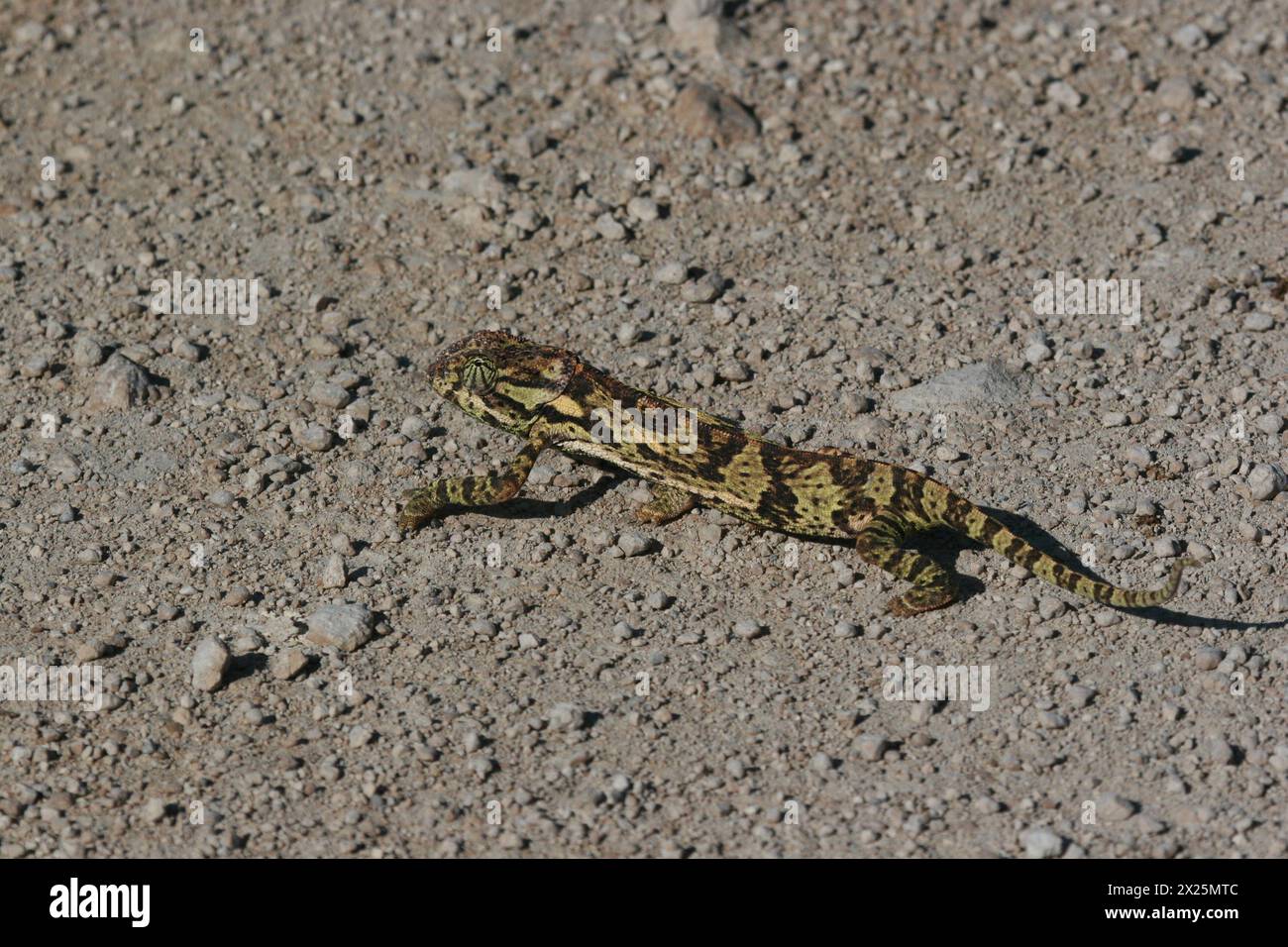 Chameleon crossing open ground Stock Photo - Alamy