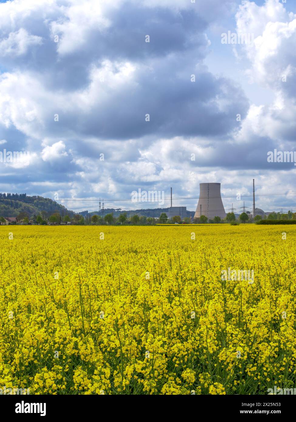 Yellow flowering rapeseed field in front of a dramatic cloudy sky ...