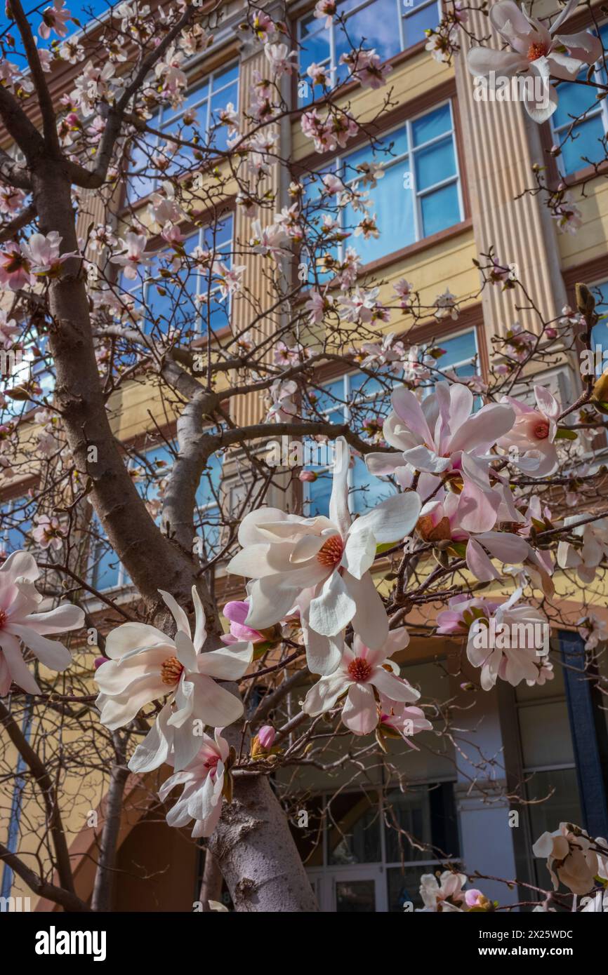 A Magnolia tree shows its blossoms during a warm winter day along Main ...
