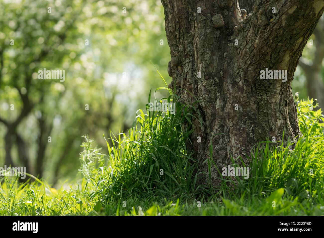 Big apple tree hi-res stock photography and images - Alamy