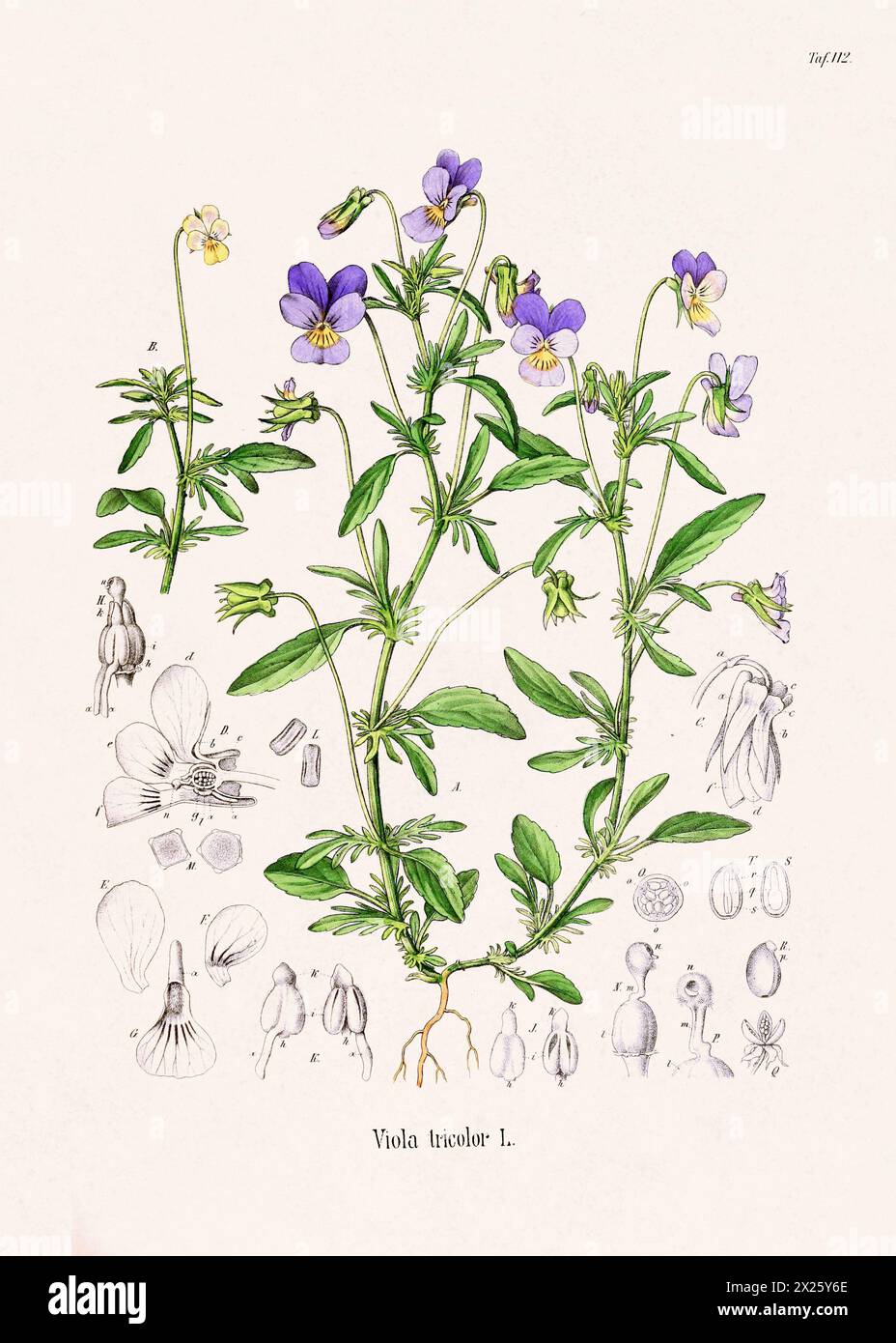 Vintage Botanical illustration from a 19th-century German Book ...