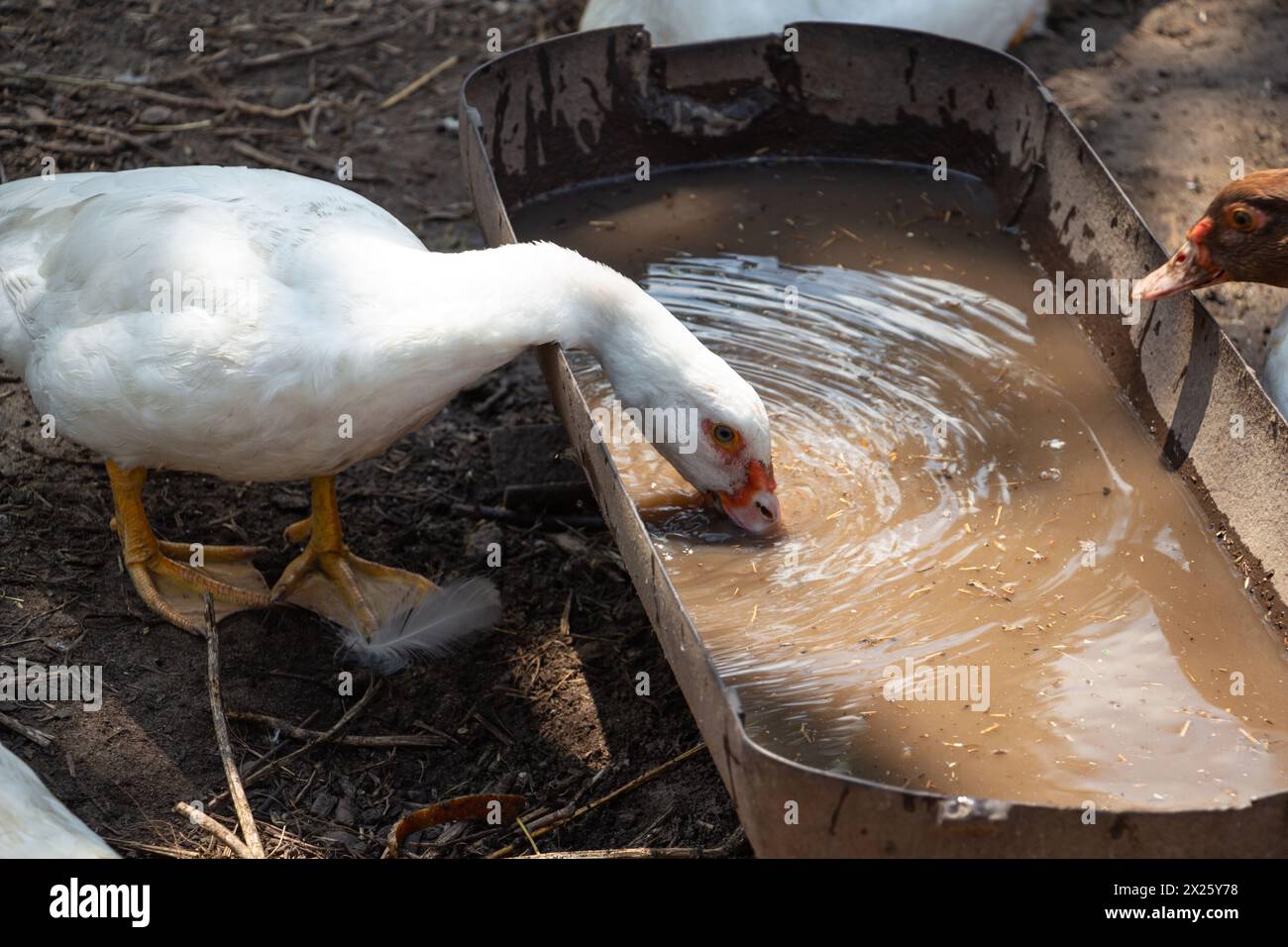 white domestic duck drinks water from a trough in the farmyard, poultry ...